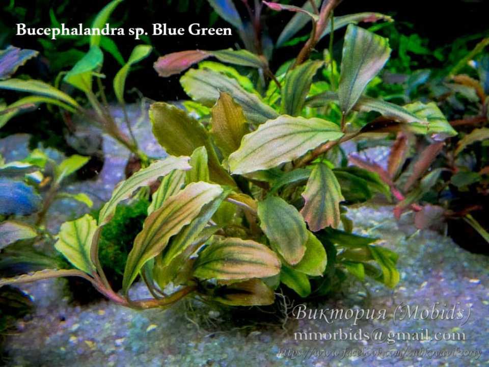 Bucephalandra sp Blue Green