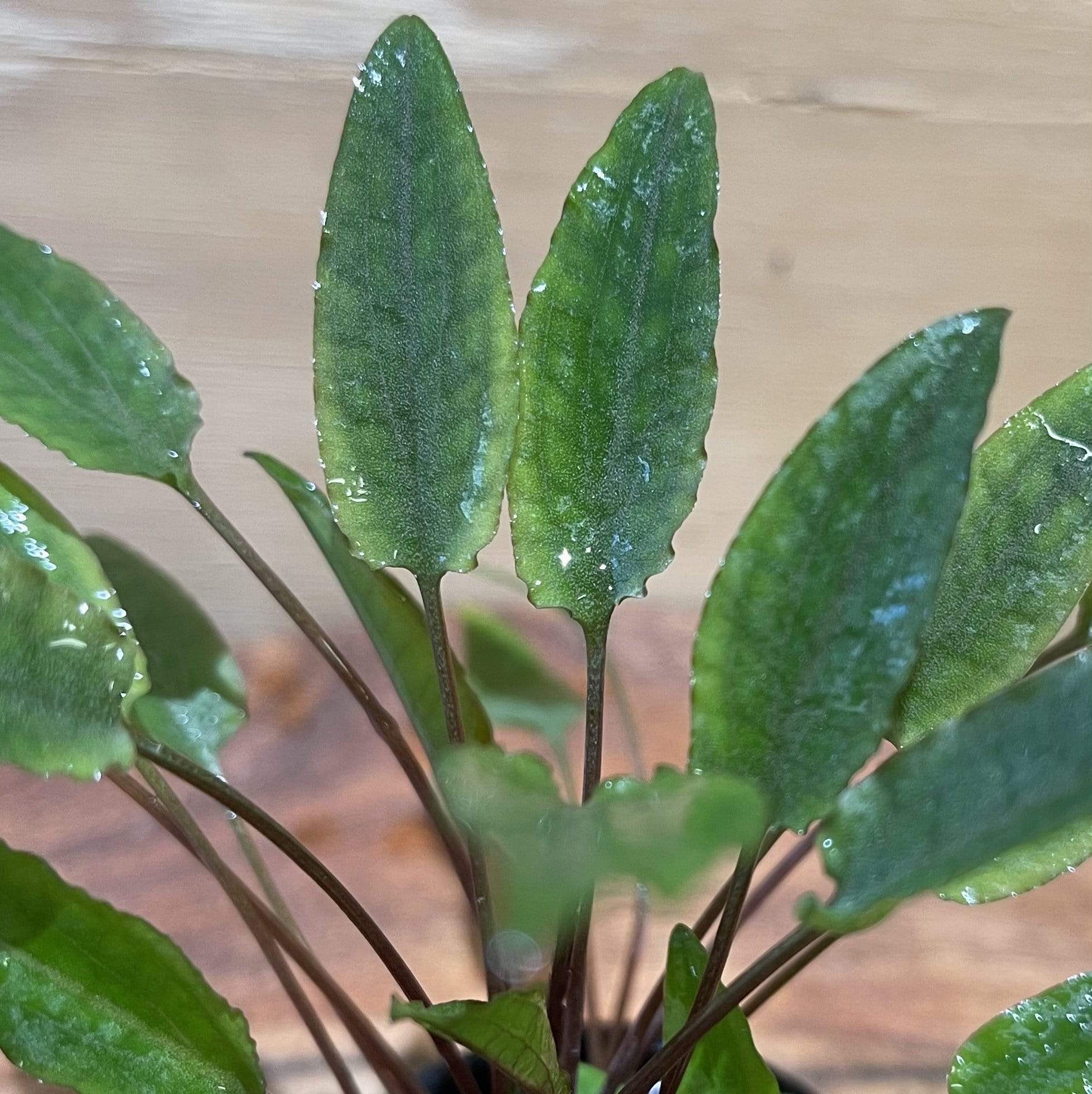 Cryptocoryne Pechii