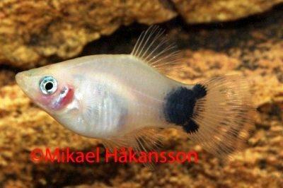 Platy Silver Musse Pigg