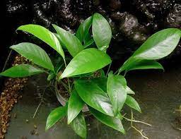 Anubias Congensis