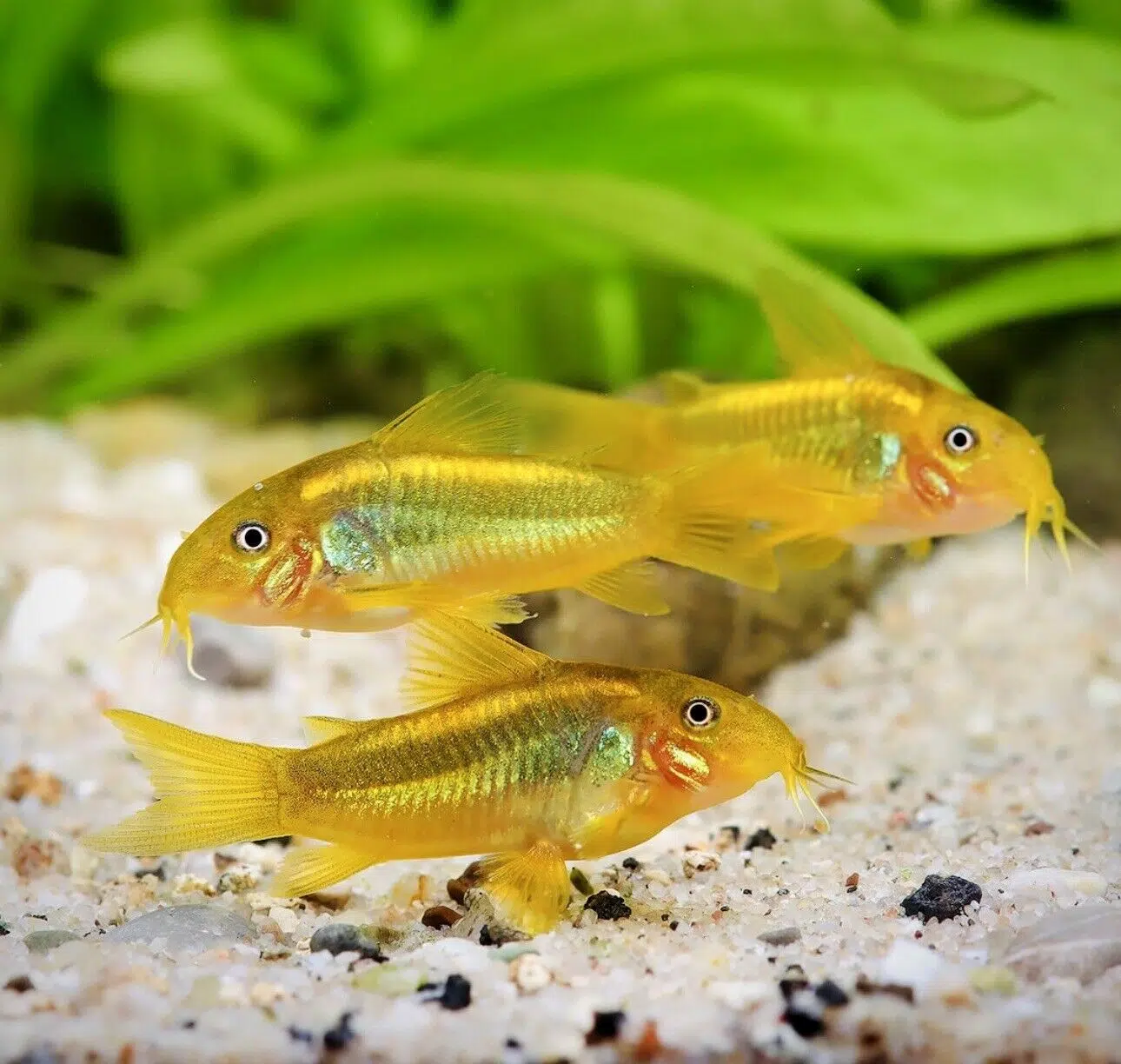 Corydoras Gold Lazer CW010