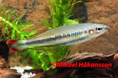 Madagaskar Regnbue fisk