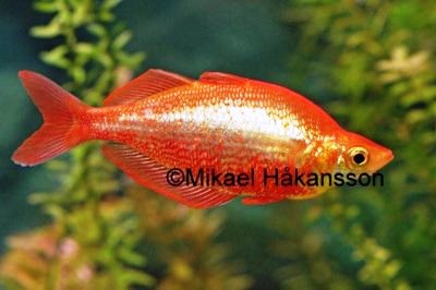Rød Regnbue fisk